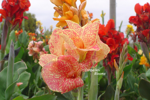 Gardening at Cannas Australia, Old and New Canna Lily Plant Varieties